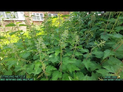Stinging Nettle Flowering, World Nutritious Wild Edible Plants, Love ...
