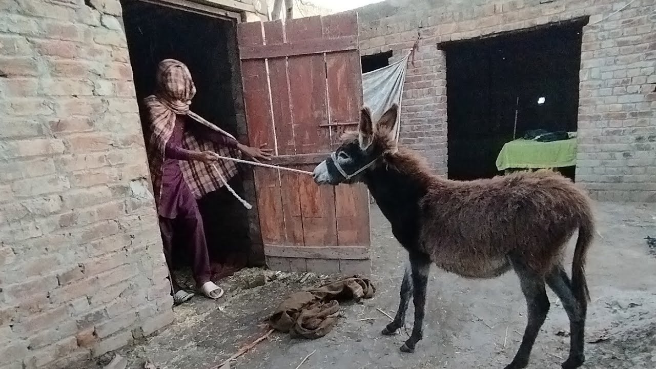 Donkey got very fevery today 😃Mera gaon mera sher. - YouTube