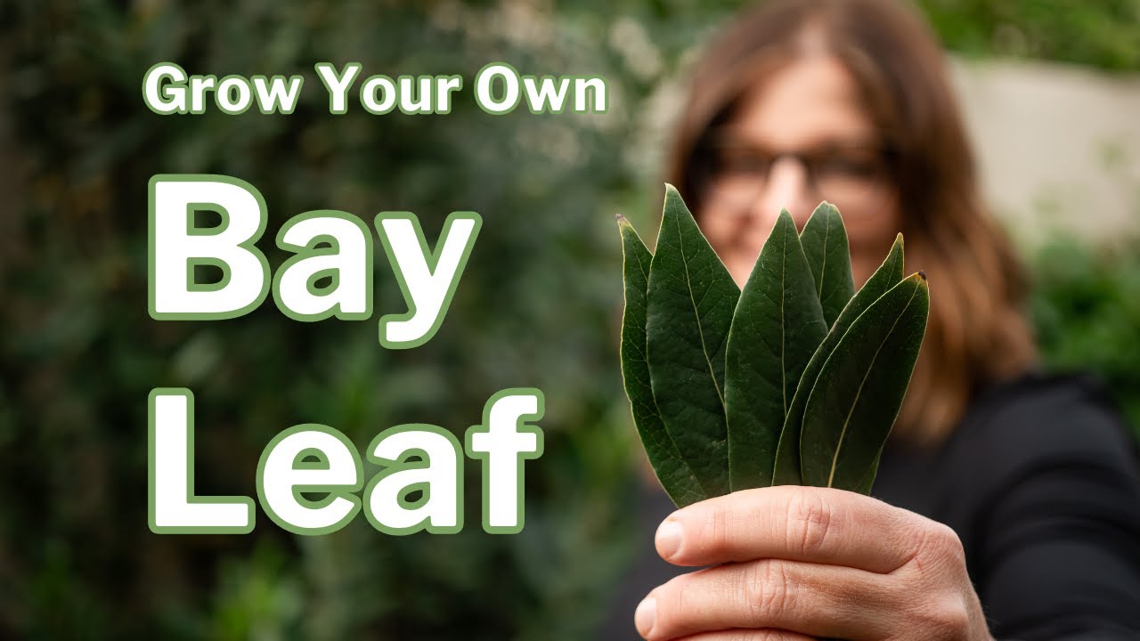 BAY LAUREL GROWING GUIDE: How to Grow & Propagate Bay Leaf in any ...