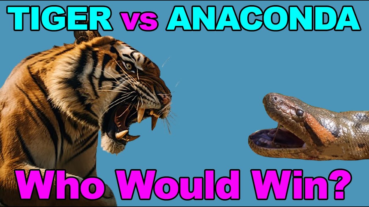 ANACONDA vs TIGER | WHO WOULD WIN? - Animals Fight - YouTube