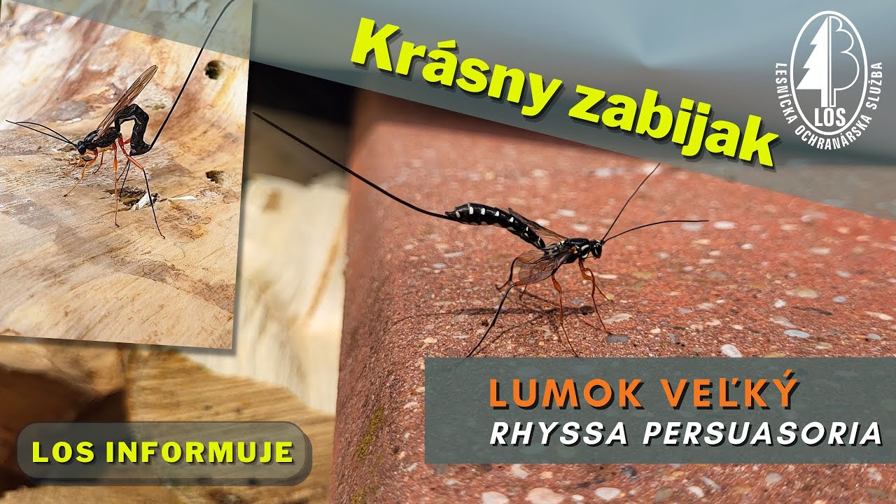 Krásny zabijak - lumok veľký (Rhyssa persuasoria) - YouTube