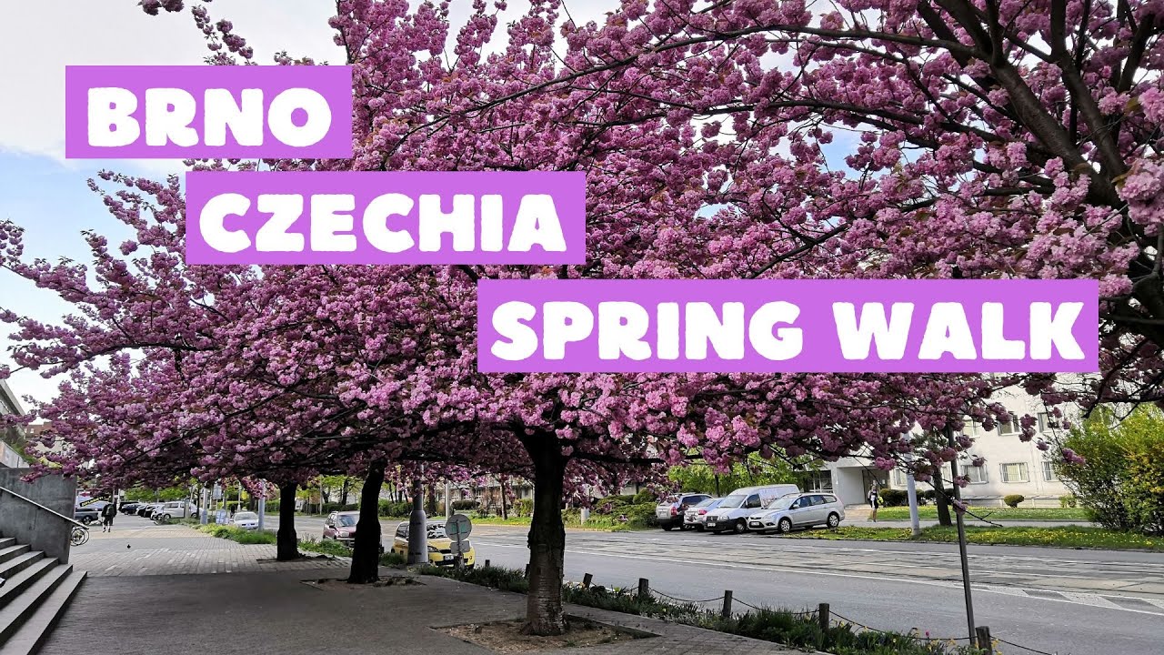 [4K] 🇨🇿 #Brno, Czech Republic | Spring Walk | 🌸 #CherryBlossom | City ...