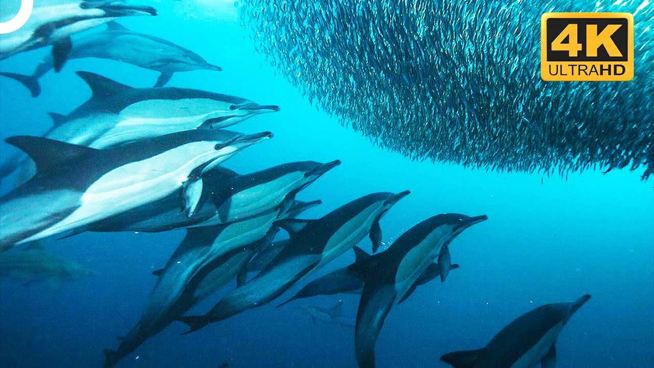 Dolphins' Extraordinary Group Hunting Technique 👀 | 4K Animal ...