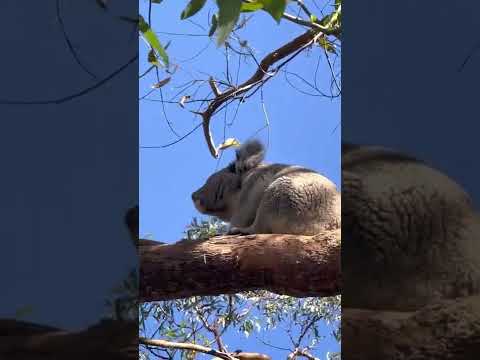 Peter the Koala Bellowing - YouTube