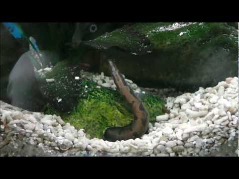 Freshwater Aquarium Eels: Popular Types, Care & Setup