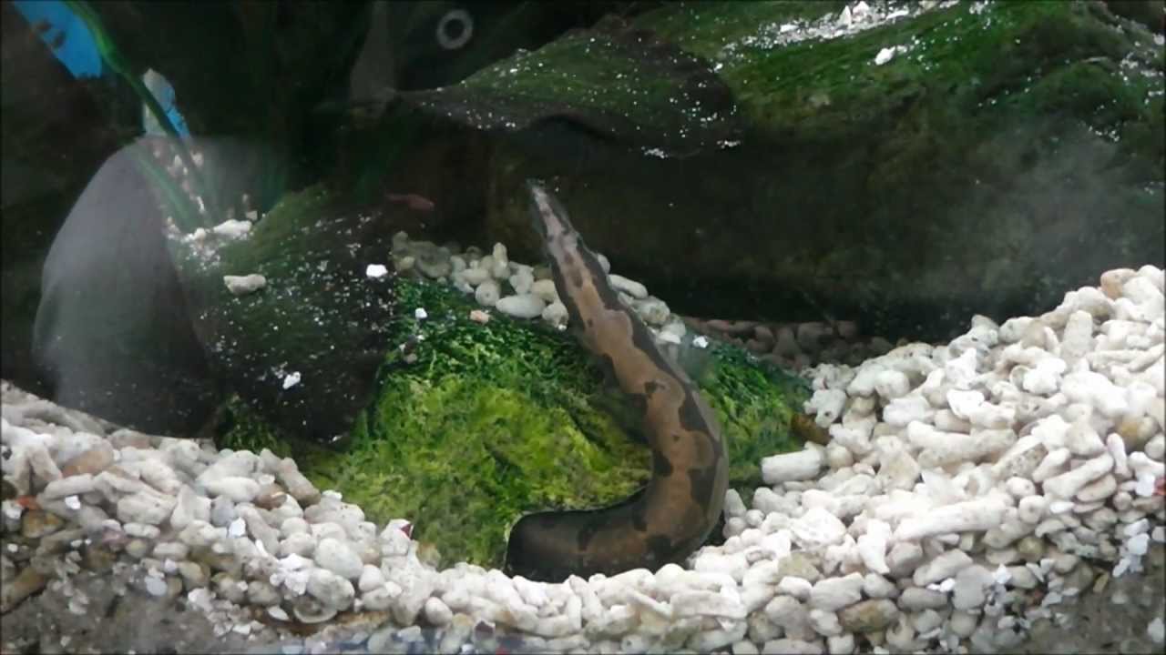 Tire Track eel - One Years Old (HD) - YouTube