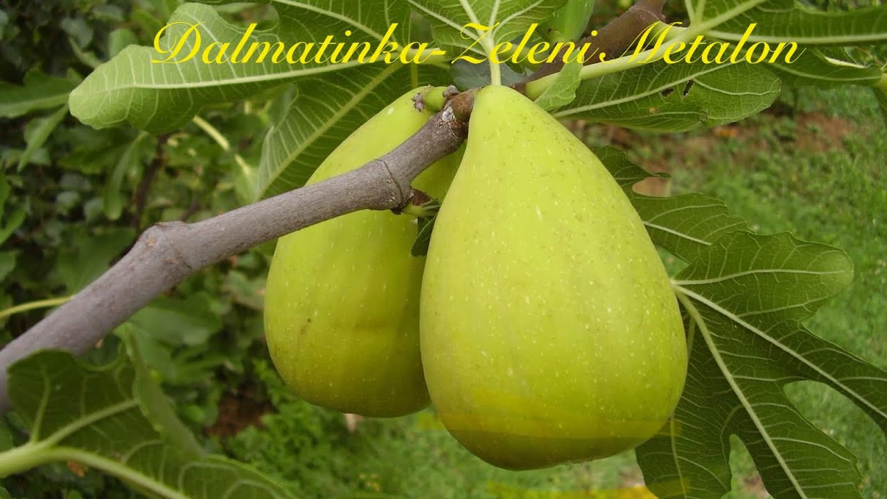 Ficus Carica, Smokva sorte Dalmatinka - YouTube