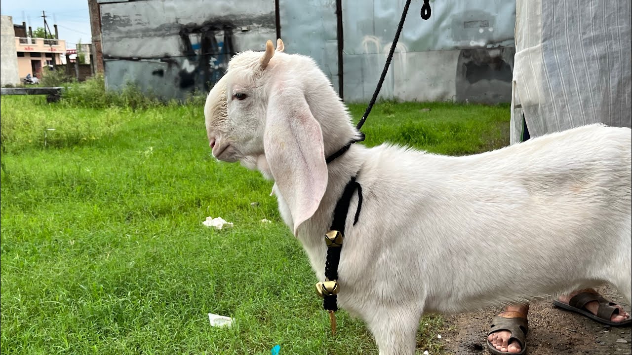 Zirapuri Malva Kids Collection At Danish Goats. #bhopal #goat #animals ...