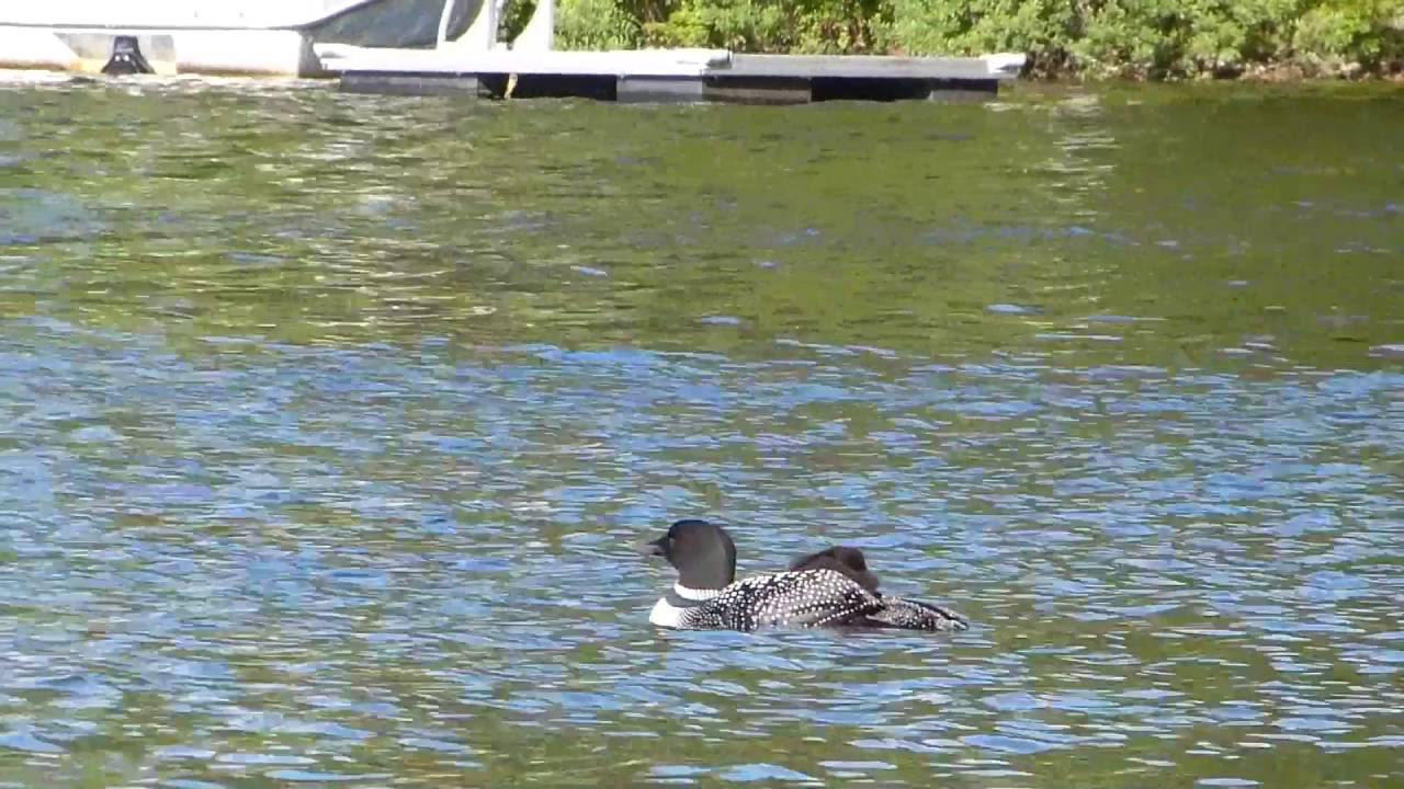 Adult Loon kills chick - YouTube