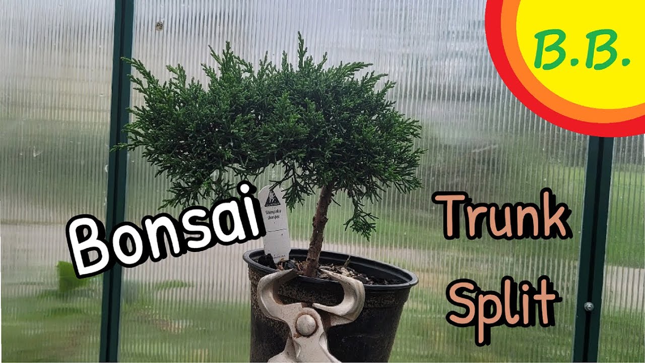 Shimpaku Juniper Bonsai: Trunk split - YouTube