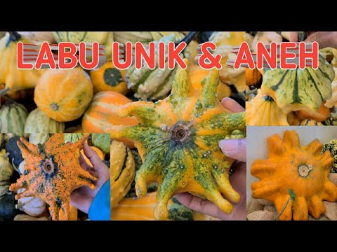 BENTUK LABU PALING UNIK & ANEH🤩 - YouTube