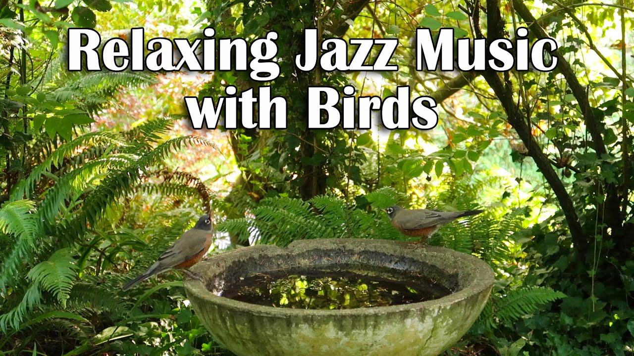 Relaxing Jazz Music While Watching a Bird Bath in the Forest - YouTube