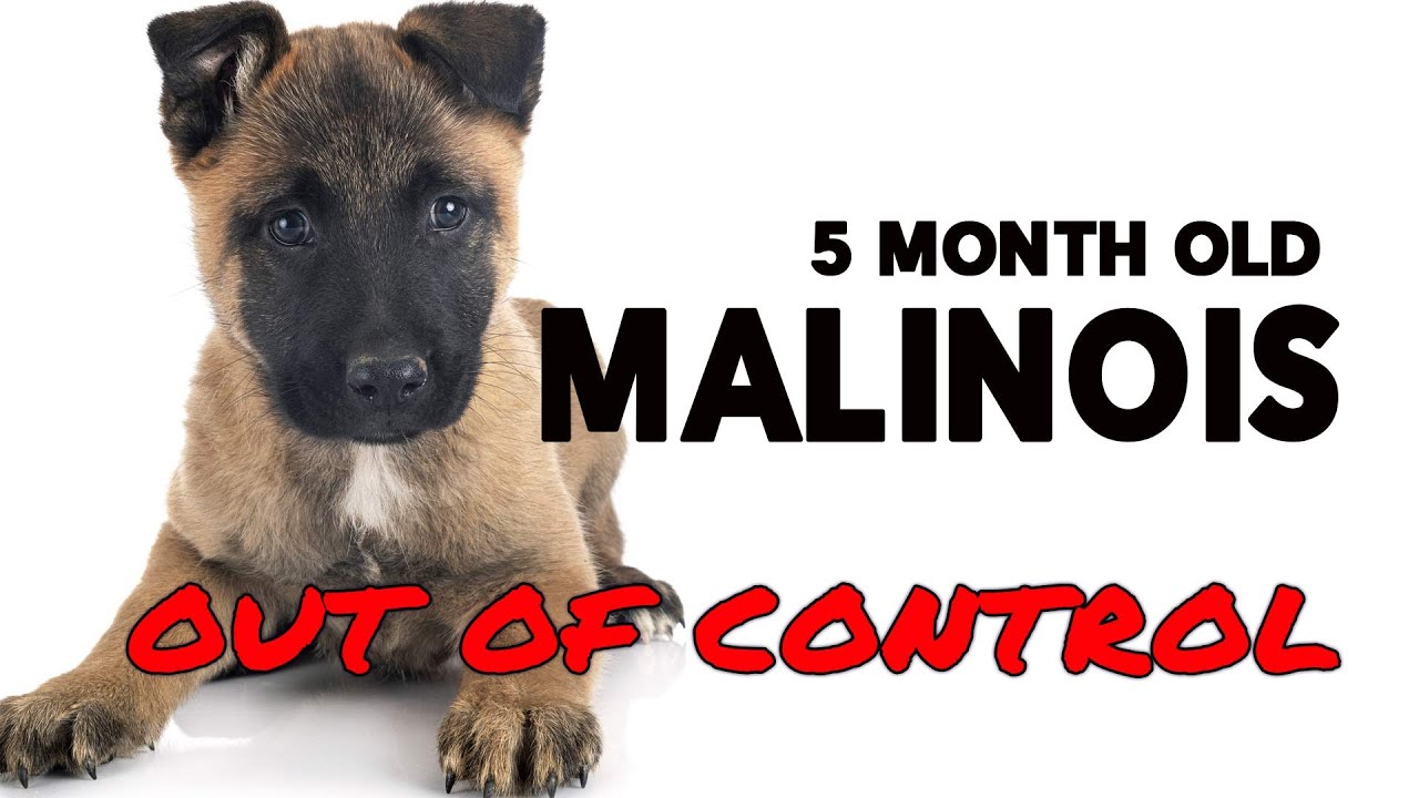 Malinois Puppy is Out of Control - he lunges at everything. Here’s Some Help! So You Got a ...
