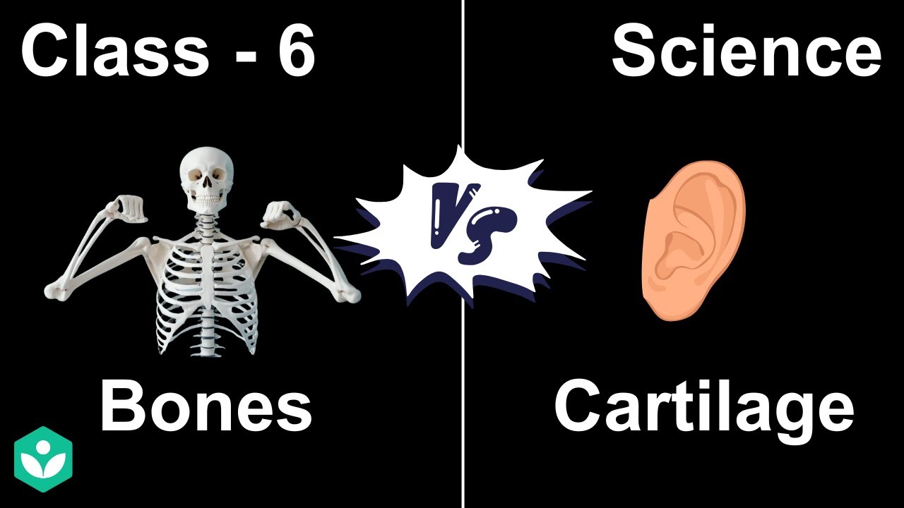 Bones versus Cartilage | Movement in Animals | Class 6 | Science ...