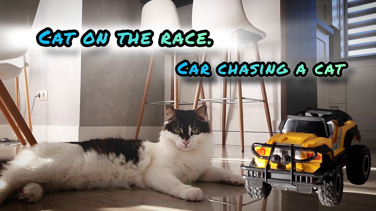 CAT ON THE RACE ! CAR CHASING A CAT ! - YouTube