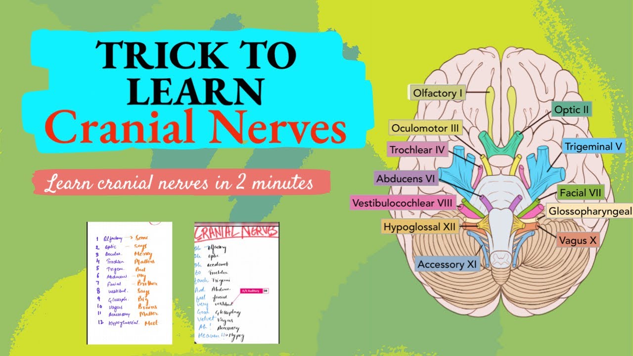 Tricks to remember Cranial Nerve| Easiest way to learn - YouTube