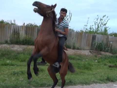 Kurdemir Qarasaqqalli