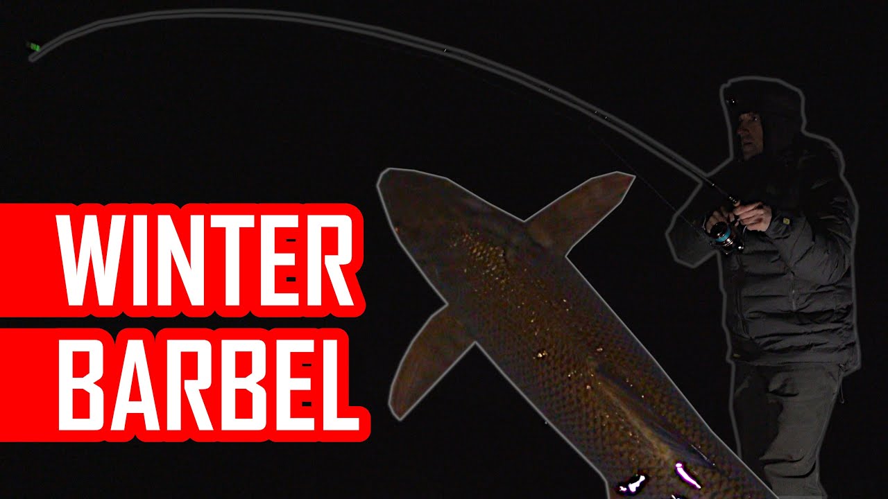 How to catch Barbel in winter? Rigs, bait, tackle, feeders, approach ...