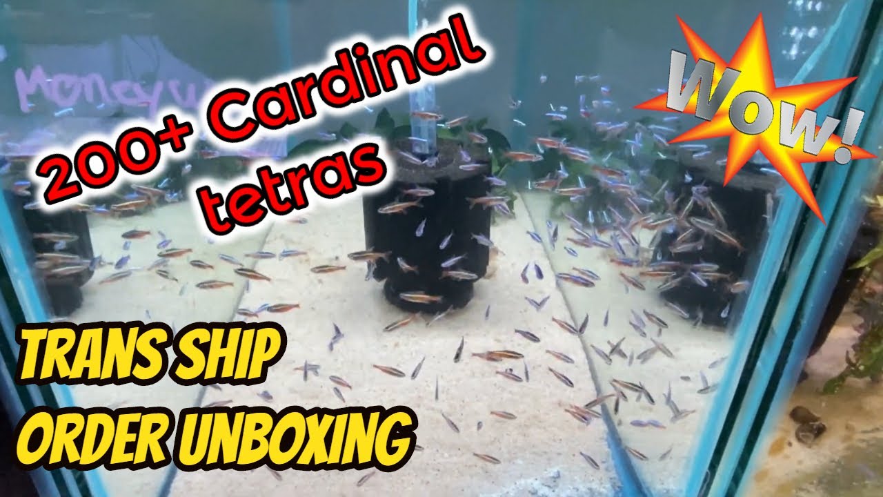 Trans ship fish unboxing, over 500 fish! 225 cardinal tetras! - YouTube