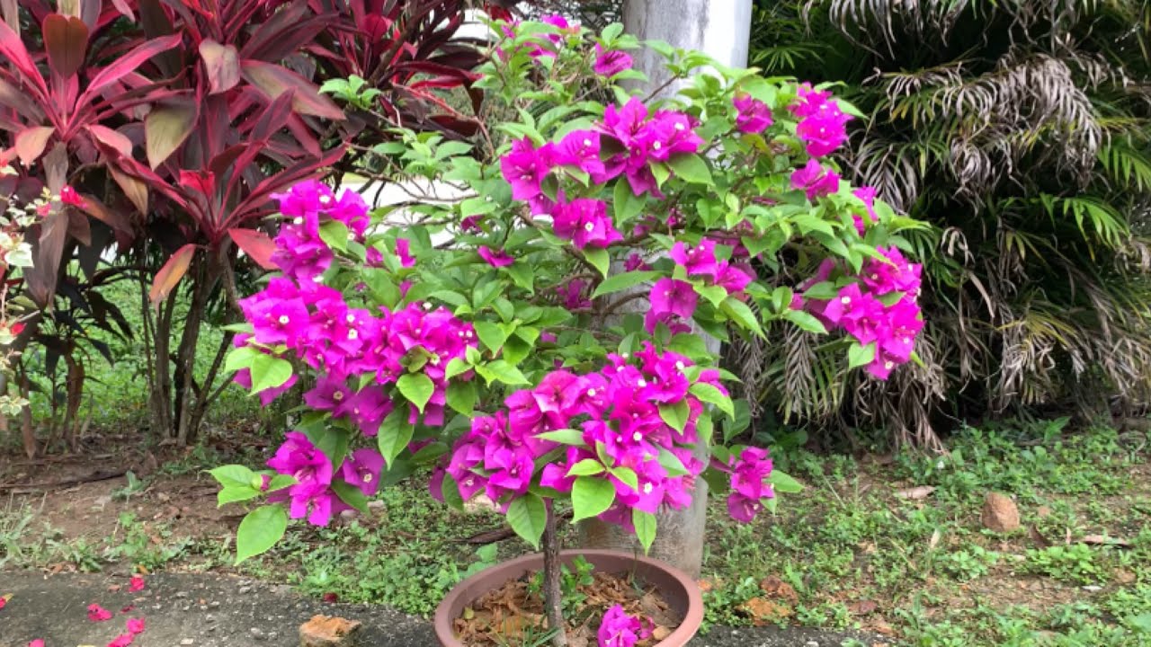 Cara melebatkan bunga kertas(teknik gondol dan baja) - YouTube