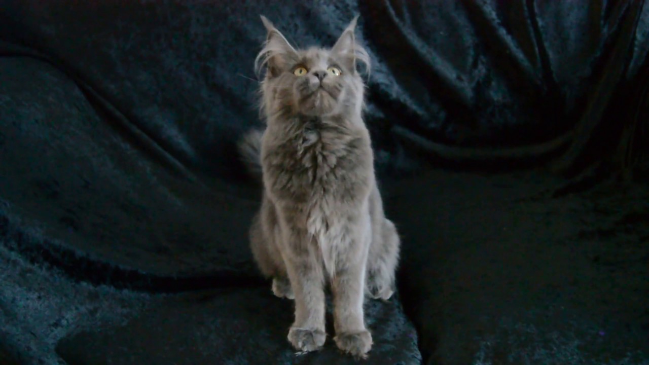 Solid Blue Maine Coon Kitten at Play - YouTube