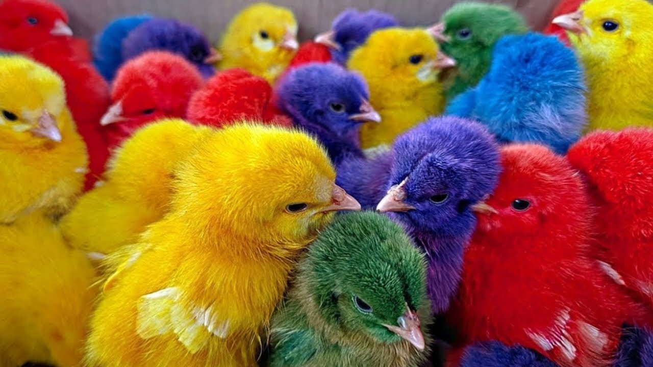 Menangkap ayam lucu, ayam hias, ayam pelangi, ayam mainan, ayam, anak ...