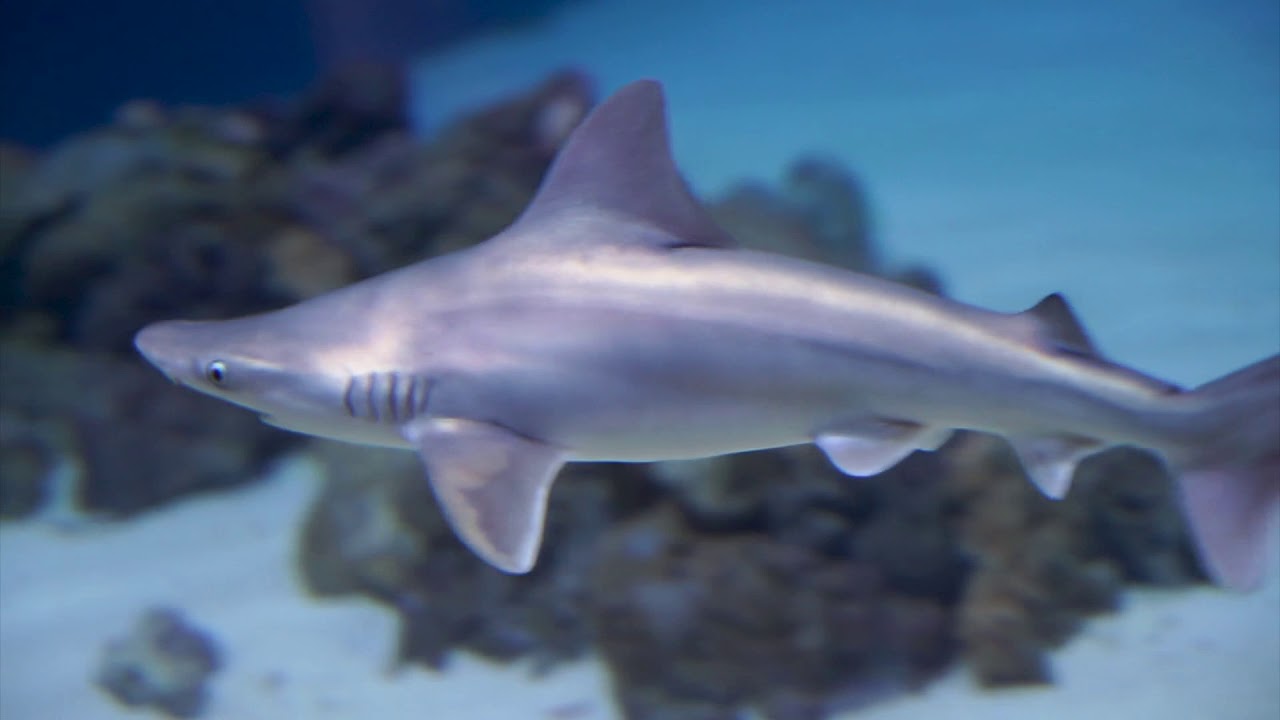 Nuevas crías de tiburón en el Edificio de Accesos del Oceanogràfic ...