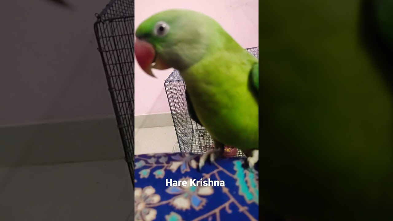 Chicku my talking Parrot saying HARE KRISHNA 🥰🥰🥰 ️ - YouTube