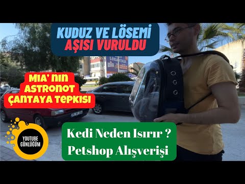 Yavru kedi astronot taşıma çantası aldım Petshop Alışverişi #vlog #scottishfold #yavrukedivideoları