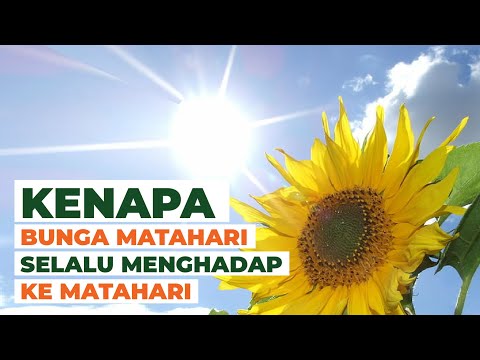 Kenapa Bunga Matahari Selalu Menghadap ke Arah Matahari #temansains
