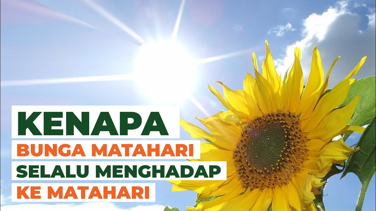 Kenapa Bunga Matahari Selalu Menghadap ke Arah Matahari #temansains ...