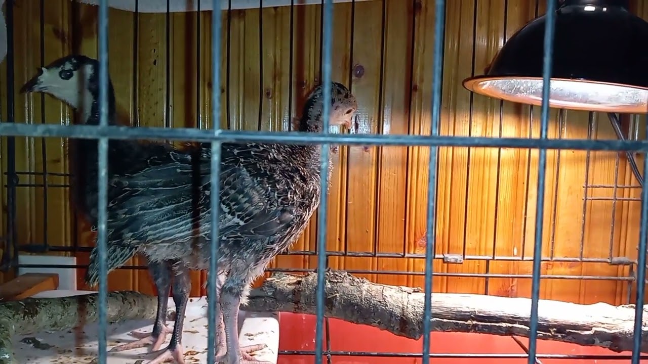 3 week old turkey poults - YouTube