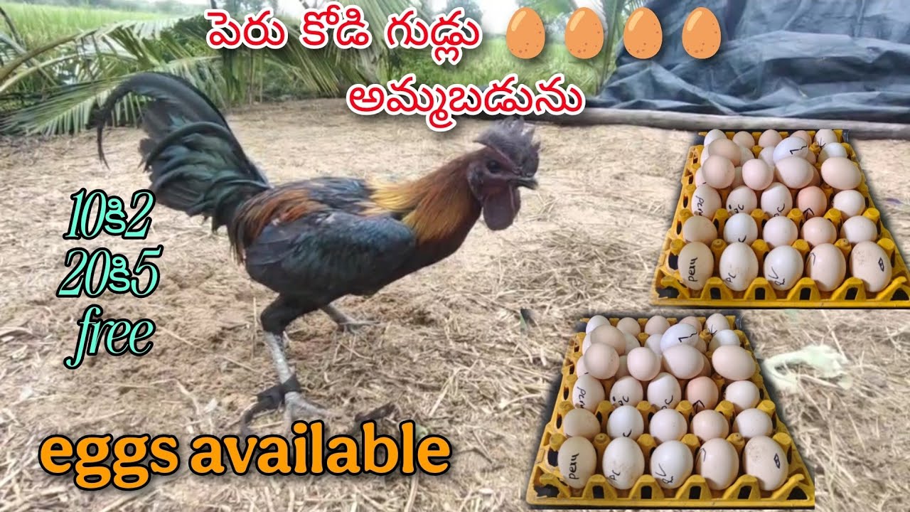 #KVR BREEDES#8341973199#peru cross chicks#rich watam chicks#patta punju ...