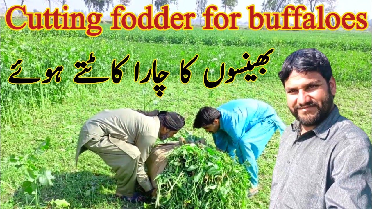 How is the grass cut? | How is buffalo fodder cut in Punjab | Natural ...