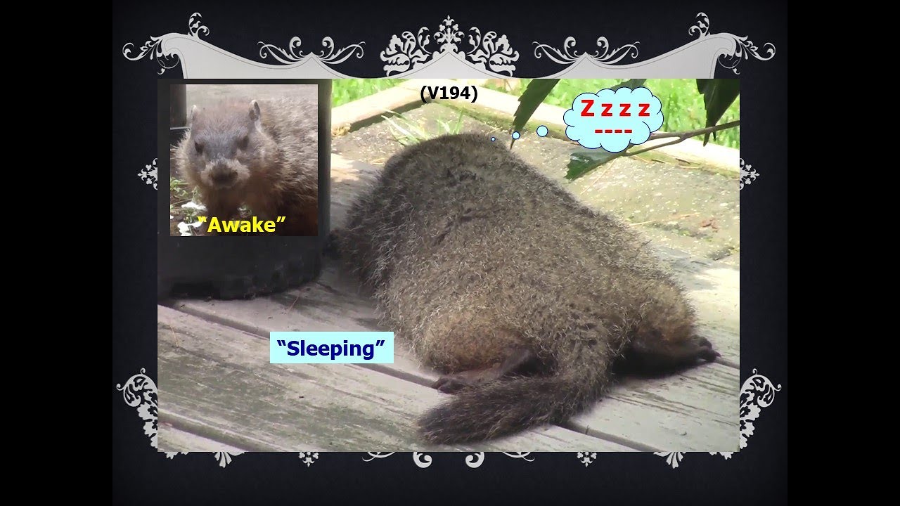 V194: A baby woodchuck (groundhog) is so sleepy but starts eating once ...