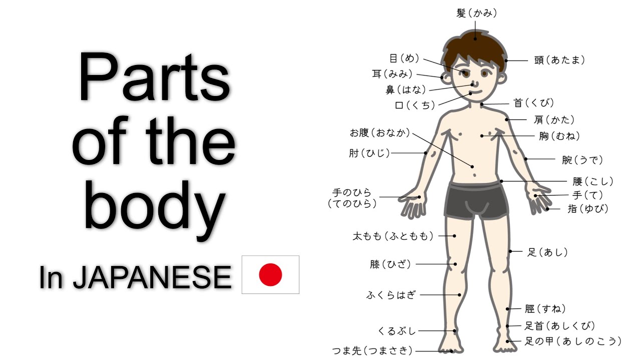 Learn Japanese basics: 50 Nouns of body - YouTube