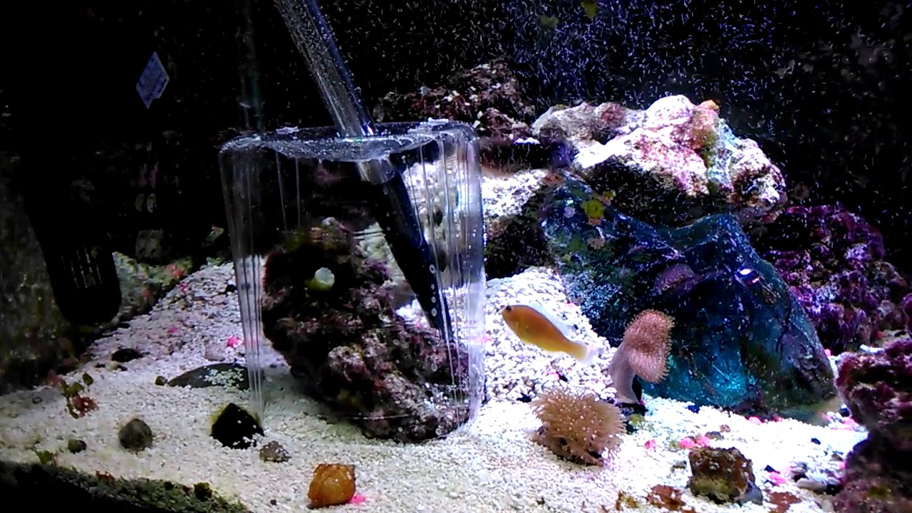 How to feed a starving anemone - YouTube