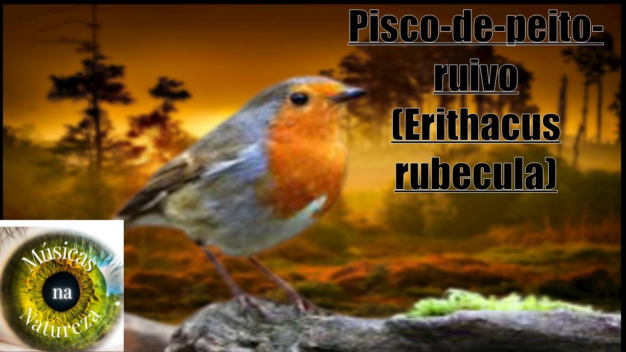 O pisco-de-peito-ruivo, pintarroxo, papo-ruivo ou papo-roxo, robin ...