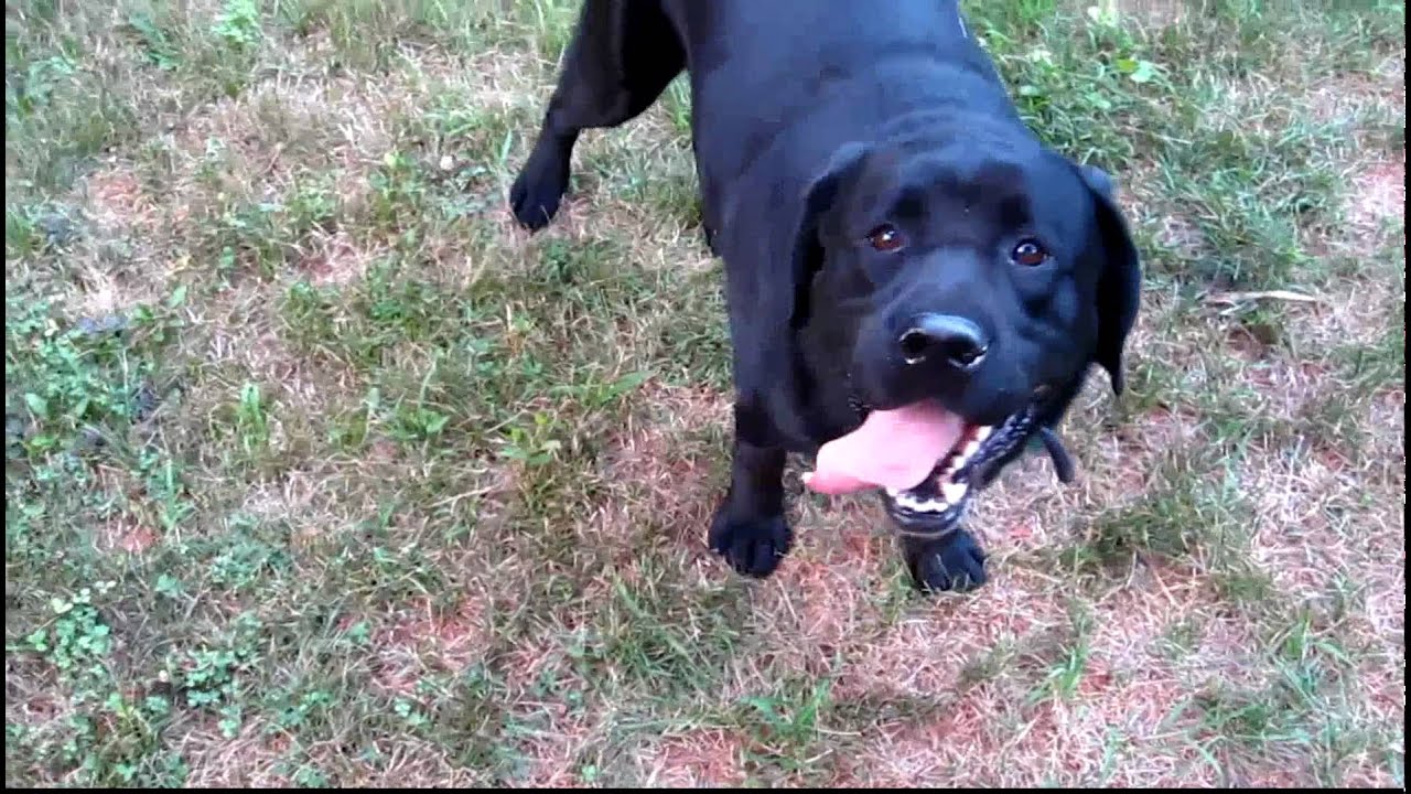 Black Lab Plays Dead While Running - YouTube
