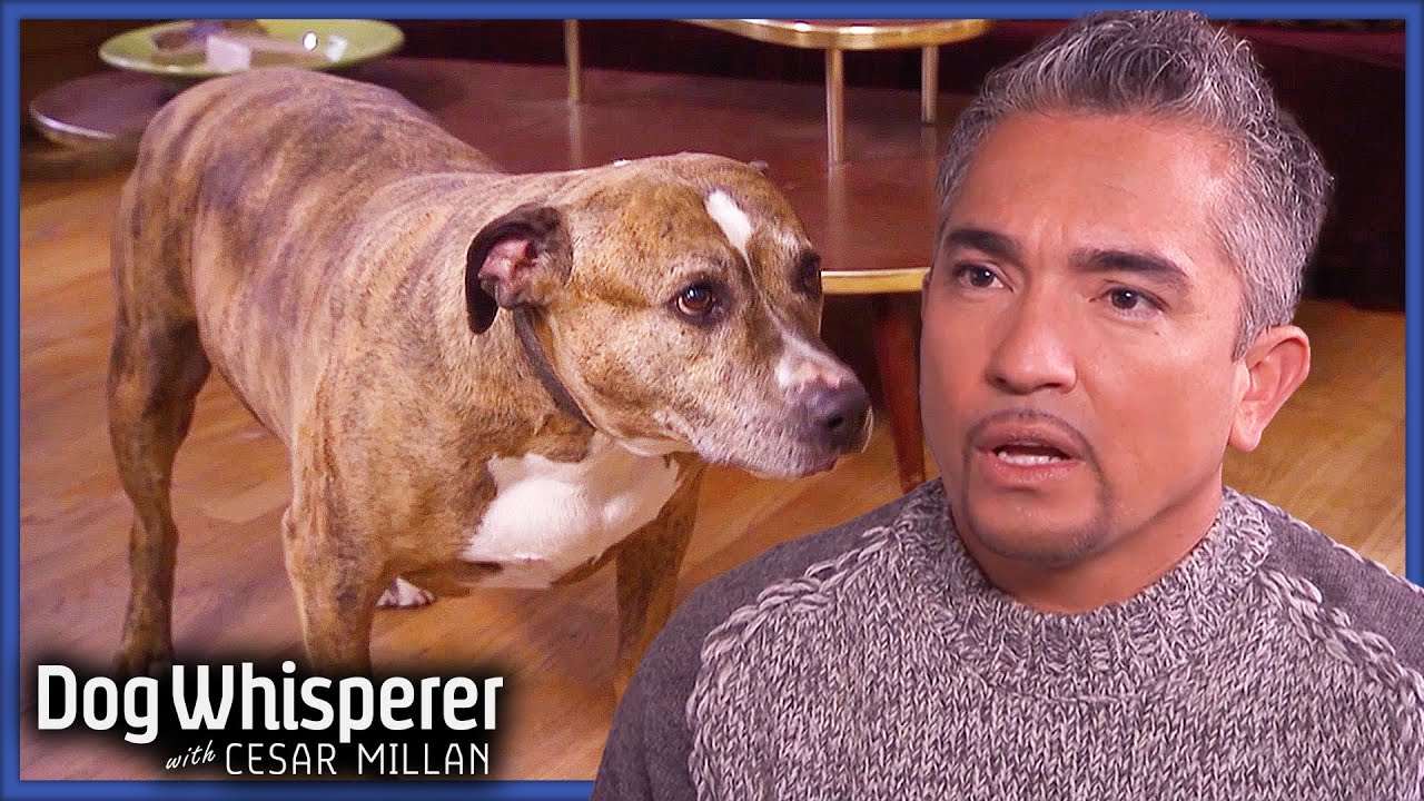 Grieving Dogs Haven't Been Walked In Months | S4 Ep 30 | Dog Whisperer ...