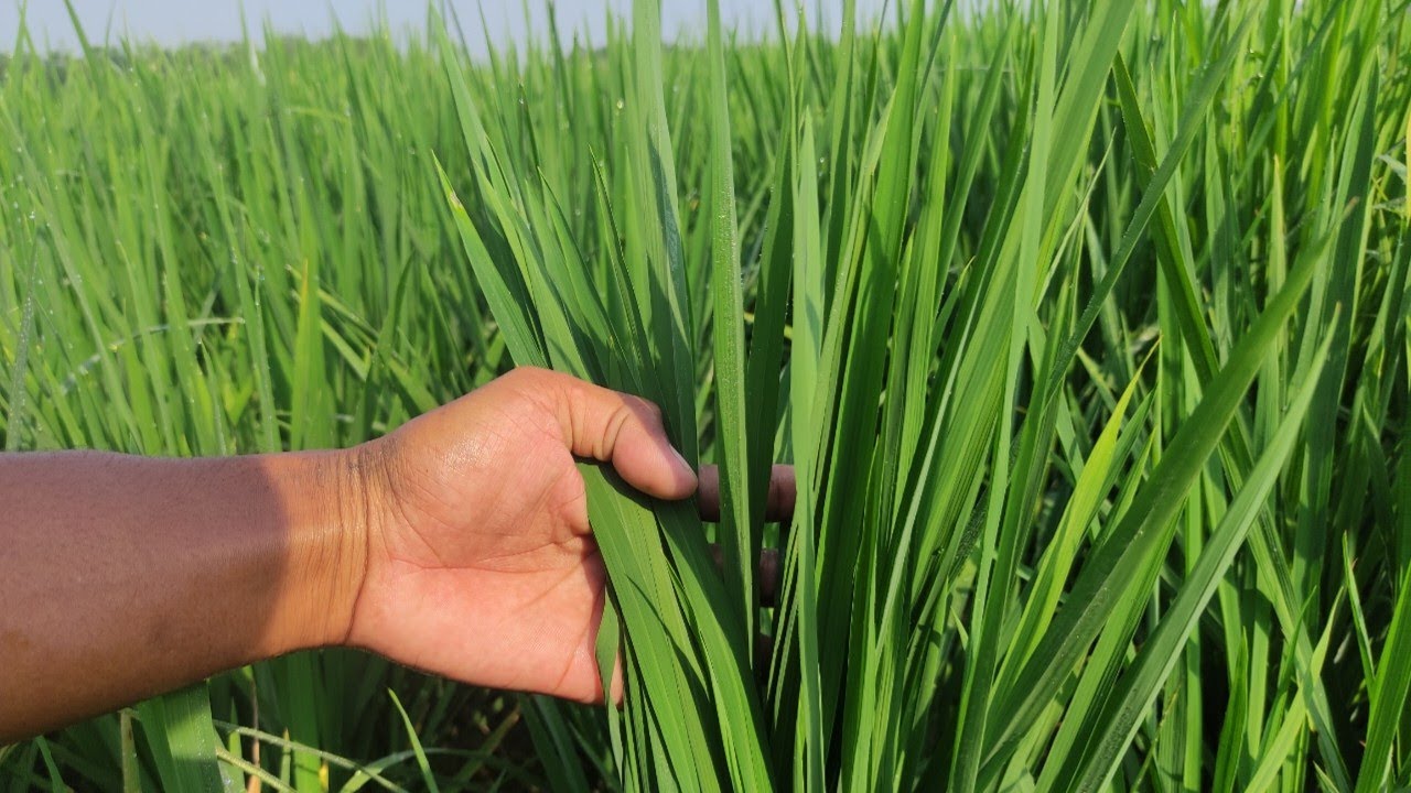 JANGAN SALAH...!! Cara mengatasi daun padi menguning sebab herbisida ...