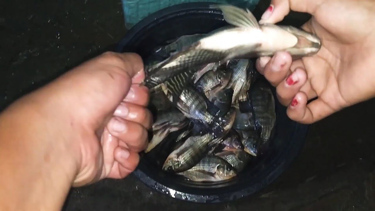 Native tilapia - YouTube