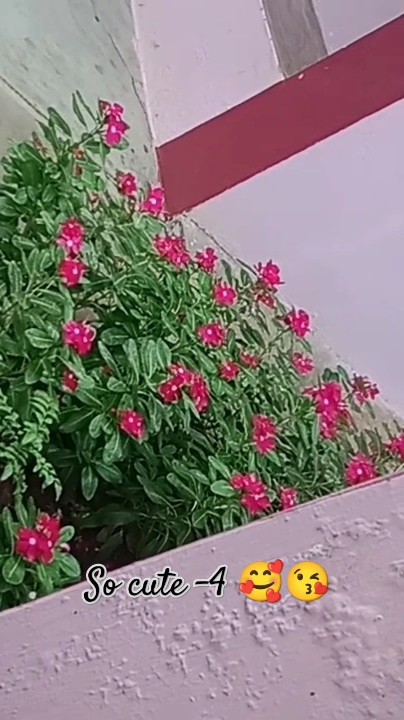 so cute-4 🥰🥰 - YouTube