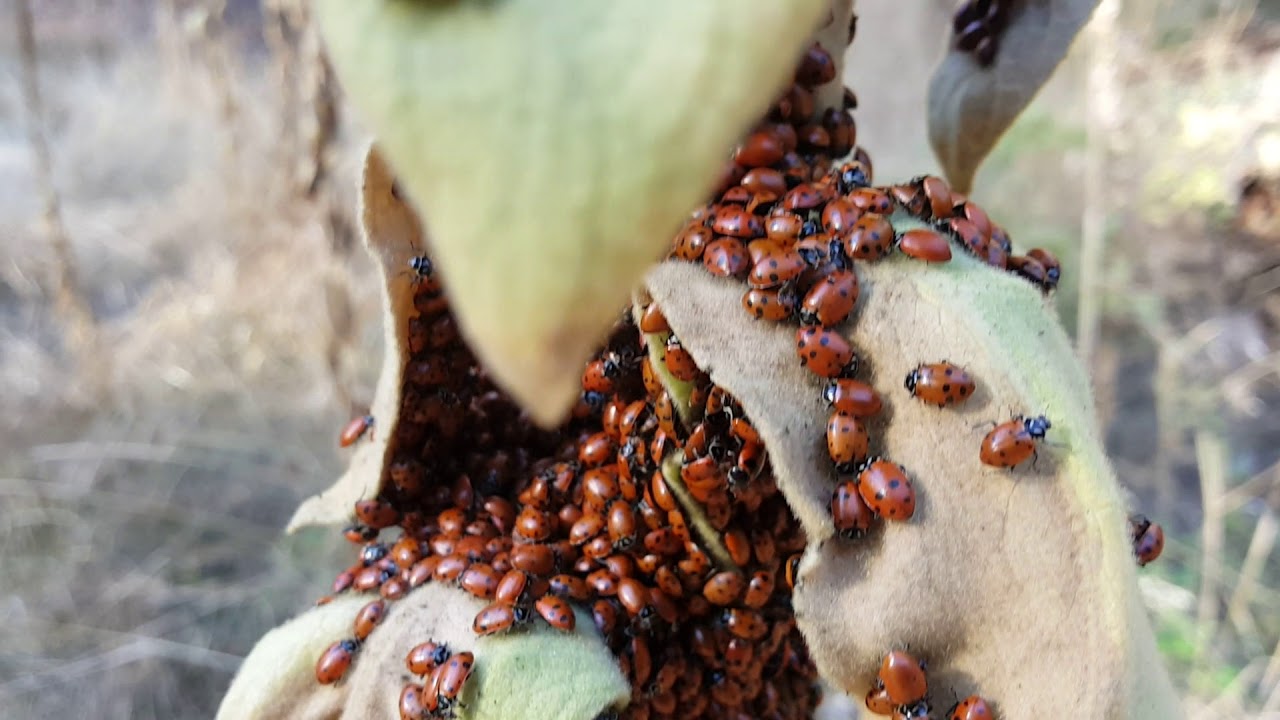 Lady Bugs Hibernating in the Sierra Foothills - YouTube