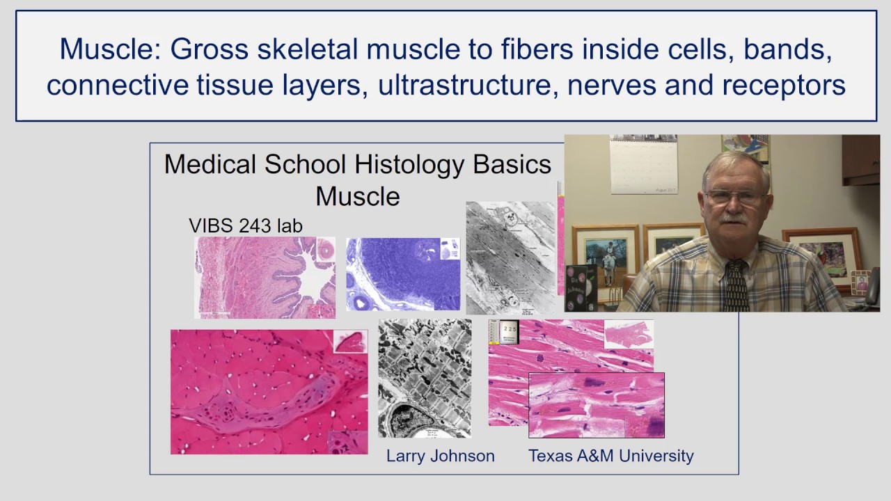 Muscle- Gross skeletal muscle to fibers inside cells, bands, connective ...