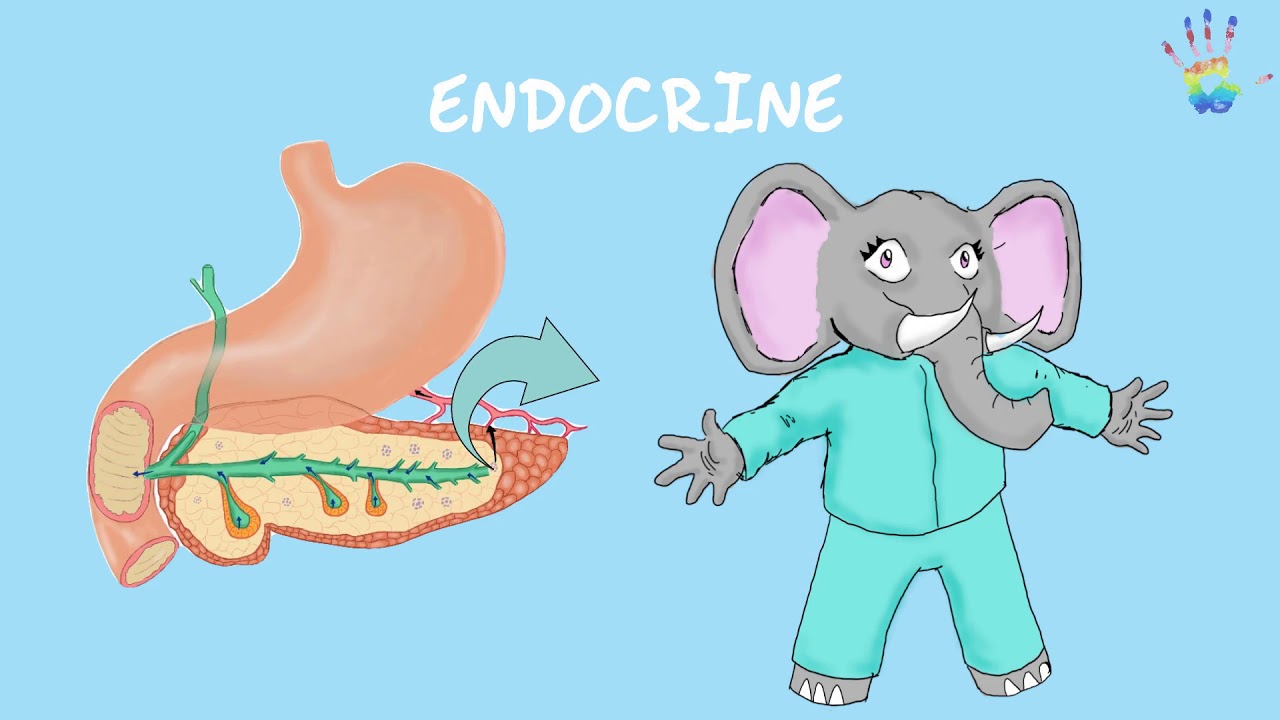 What is the pancreas? How does it work? - YouTube