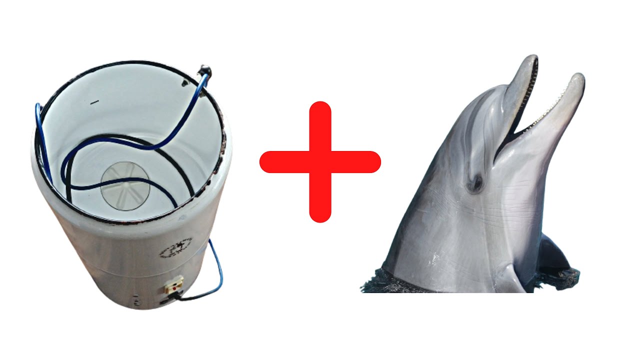 Dolphin Sounds + Washing Machine: Relaxing Sound Mix - YouTube