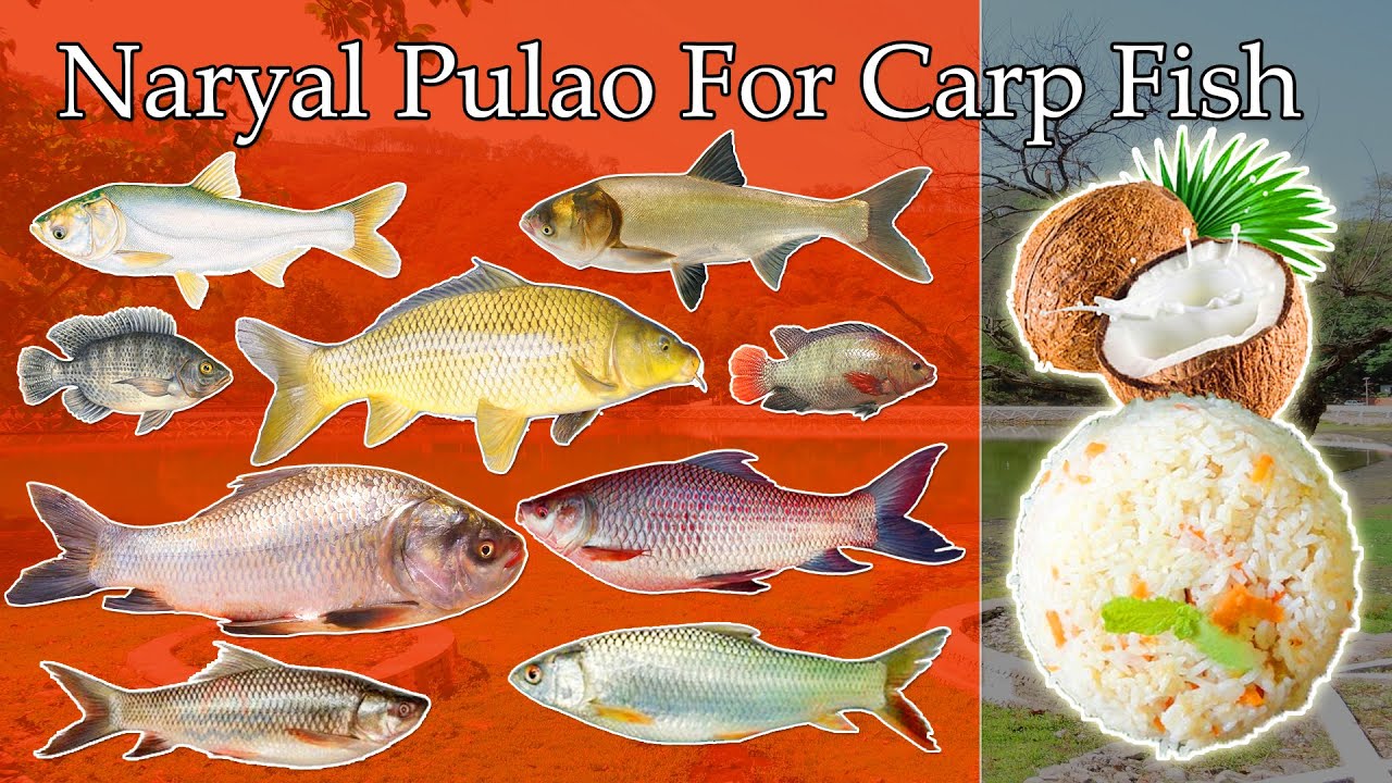 Naryal Pulao For All Carp Fish Specially Catla, Bhakur - YouTube
