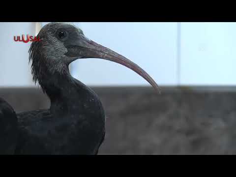 Kelaynaklar göçe kanat çırptı