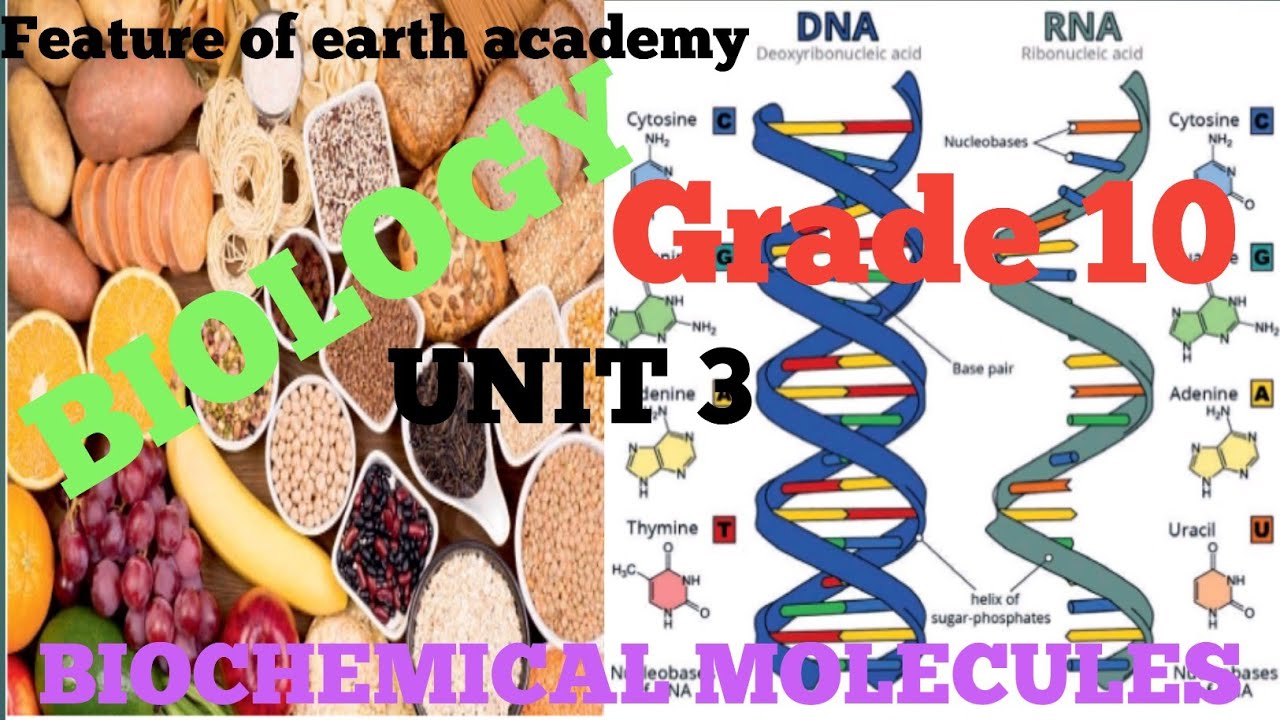 Grade 10 biology unit 3 part 1, 3.1 biochemical molecules - YouTube